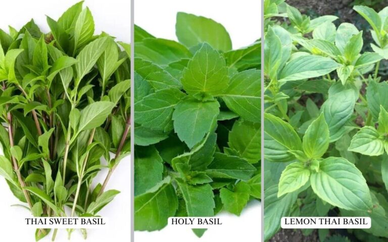 Thai Basil: How to Spot It, Grow It, and Cook With It - JoinYourLife4U